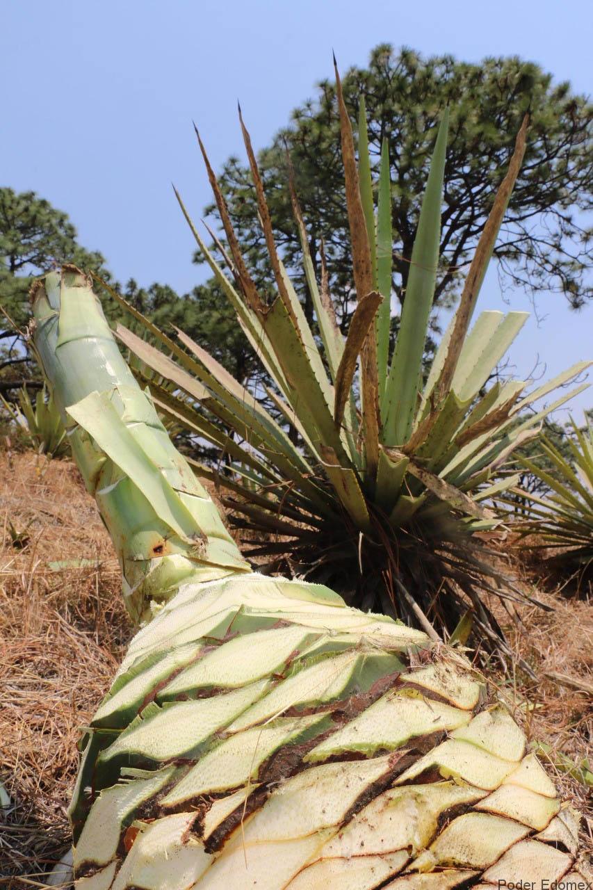 Buscan mejorar comercialización de mezcal – Poder Edomex